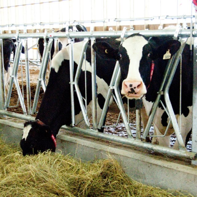 Canarm Open Top Self Locking Feed Front | Embro Farm Systems - Embro ...