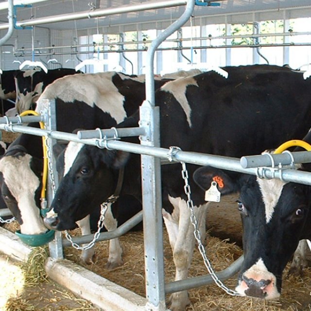 Canarm Rectangular Channel Post Tie Stall | Embro Farm Systems - Embro ...