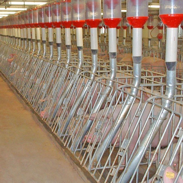 Canarm Vertical Spindle Dry Sow Stall | Embro Farm Systems - Embro ...