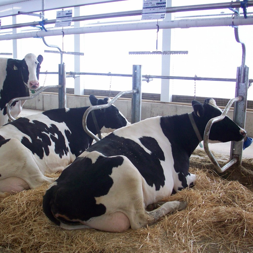 Canarm Rectangular Channel Post Tie Stall | Embro Farm Systems - Embro ...