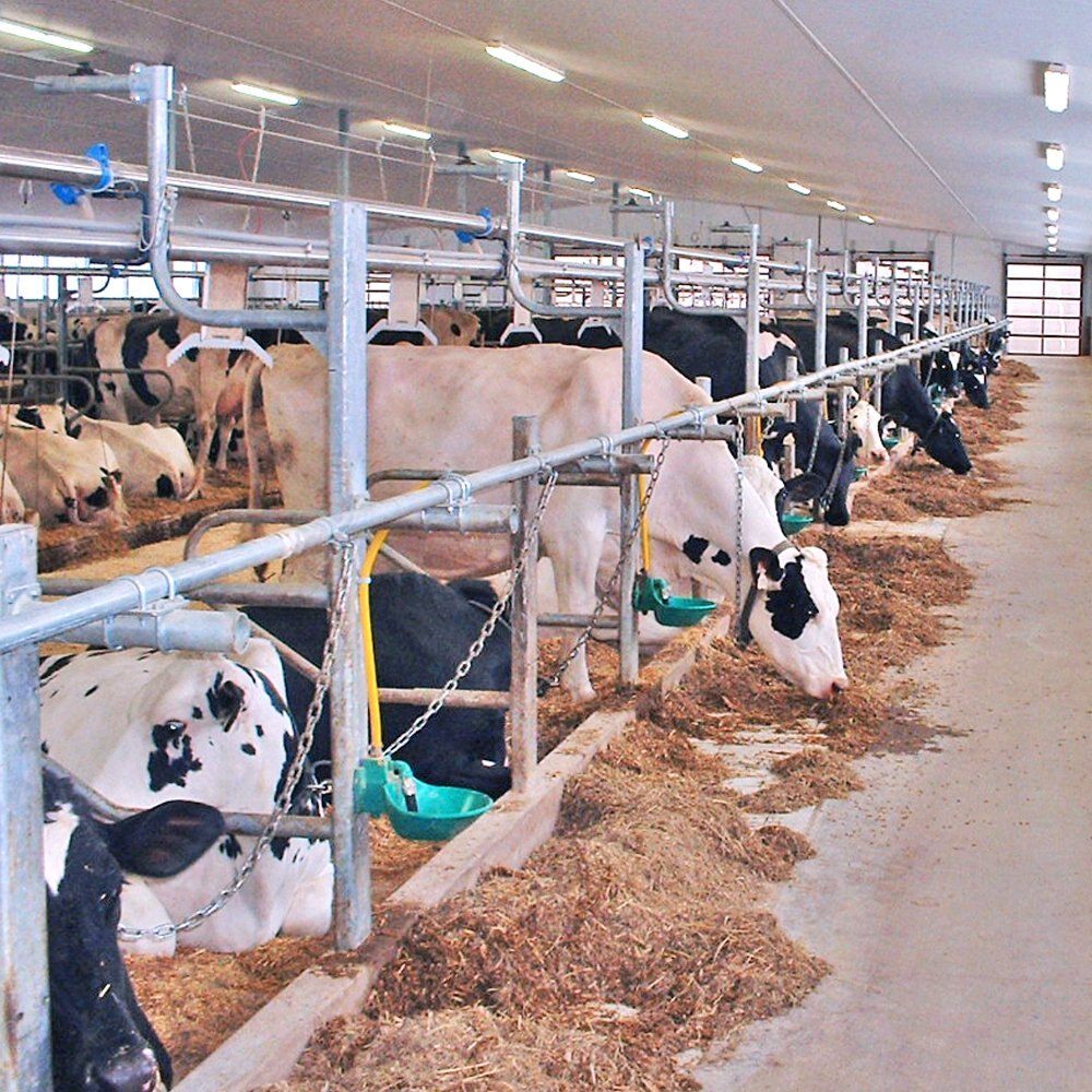 Canarm Rectangular Post Tie Stall | Embro Farm Systems - Embro Ontario ...