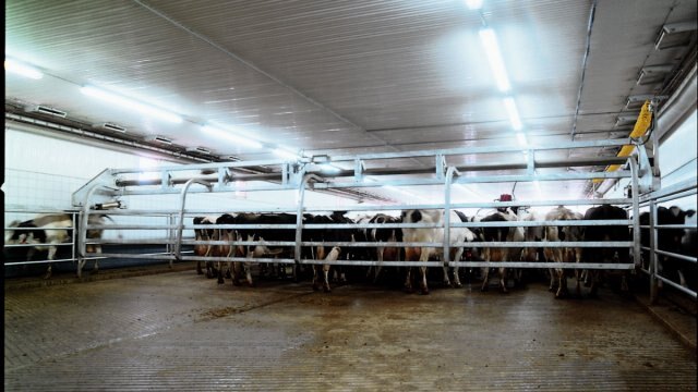 GEA Cow Crowd Gate ProMotion | Performance Dairy Centre Inc. Embro, Ontario
