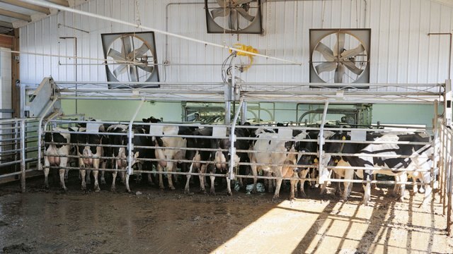 GEA Cow Crowd Gate Global | Performance Dairy Centre Inc. Embro, Ontario